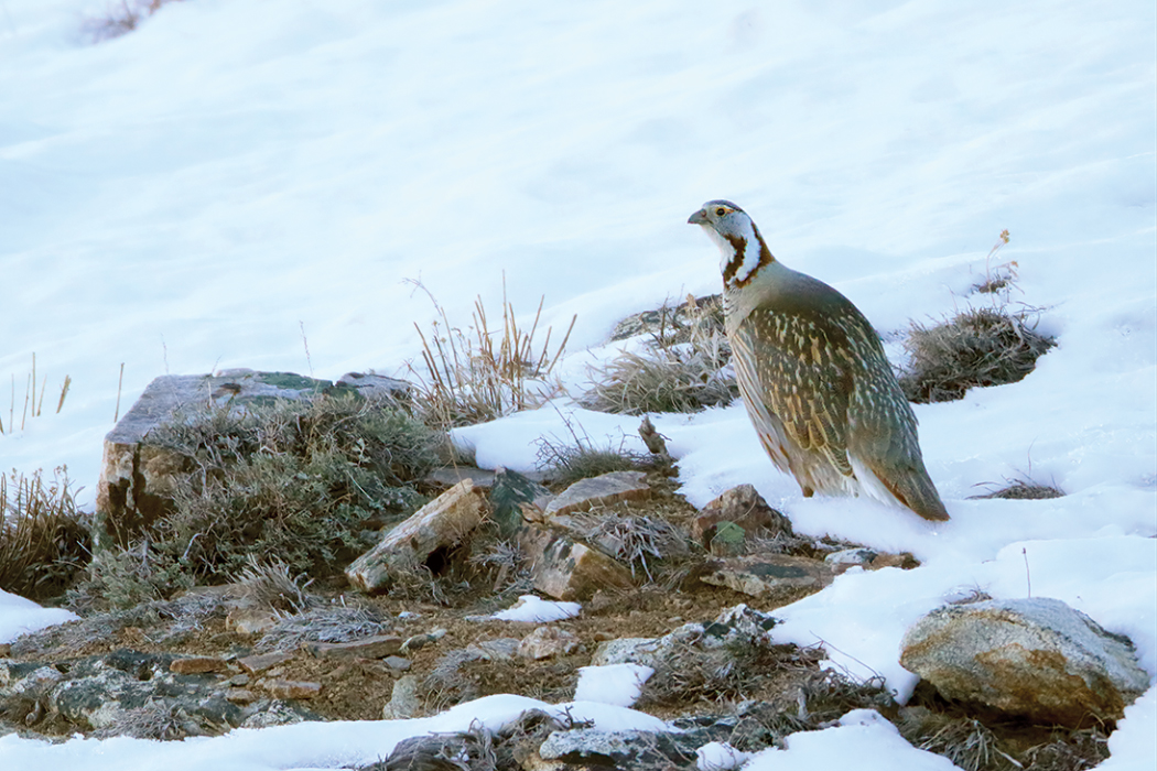 A Quest for Snowcock | Shooting Sportsman Magazine