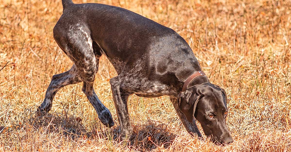 Developing a Trailing Dog - Shooting Sportsman Magazine