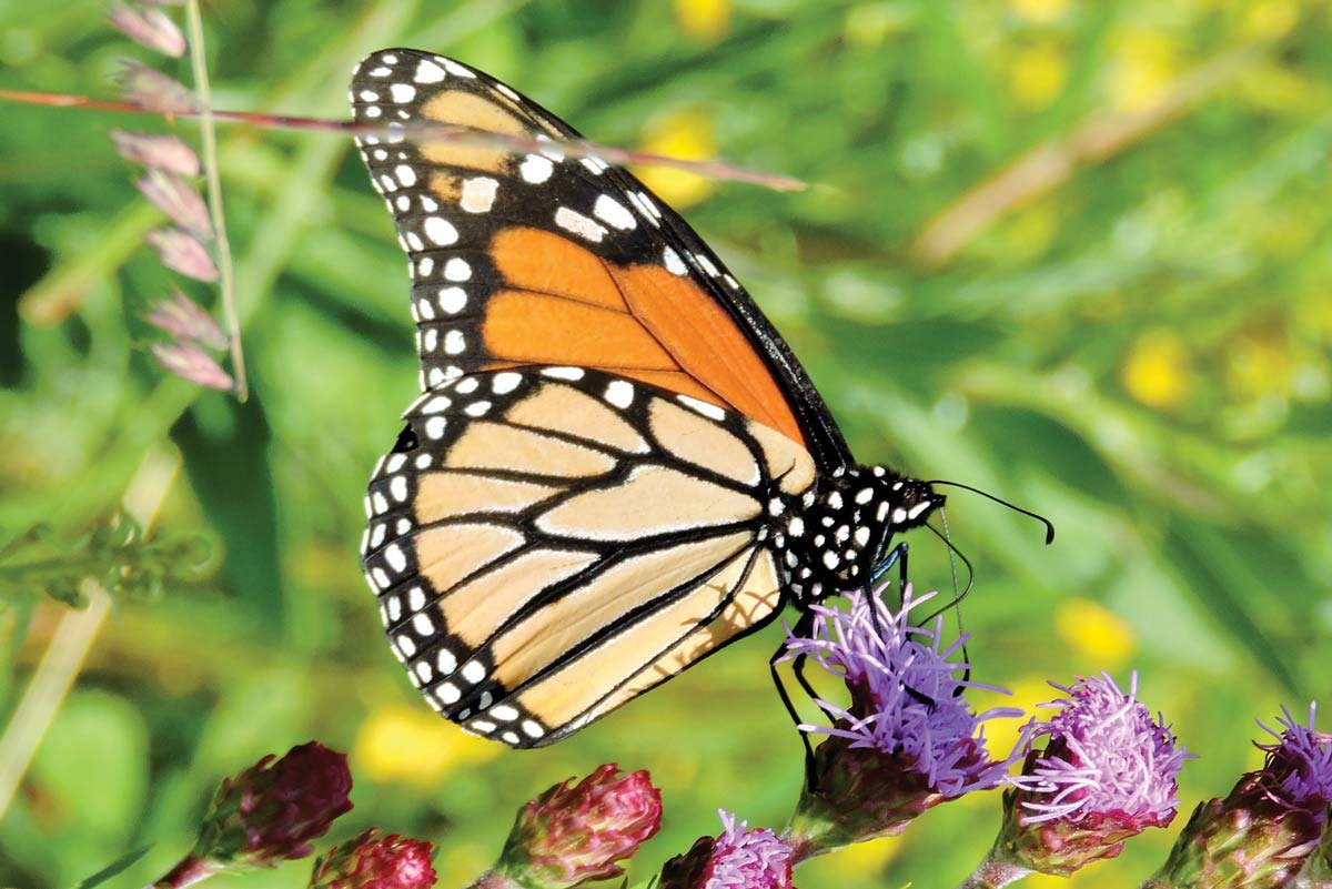 Birds, Bees & Butterflies - Shooting Sportsman Magazine